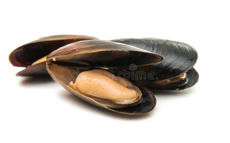 Mussels stock photo. Image of seafood, healthy, white - 83452360