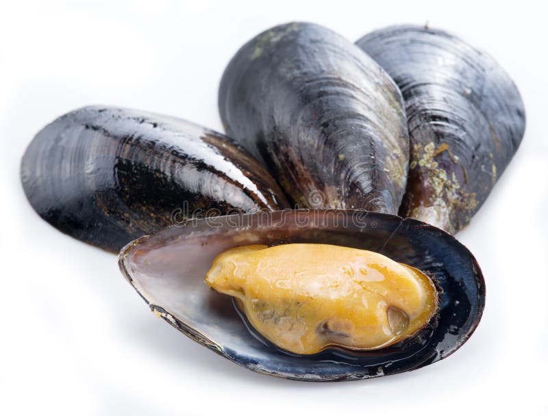 Mussels on a White Background. Stock Photo - Image of isolated, white ...