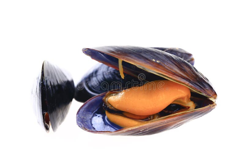 Mussels on a White Background Stock Photo - Image of freshness, protein ...