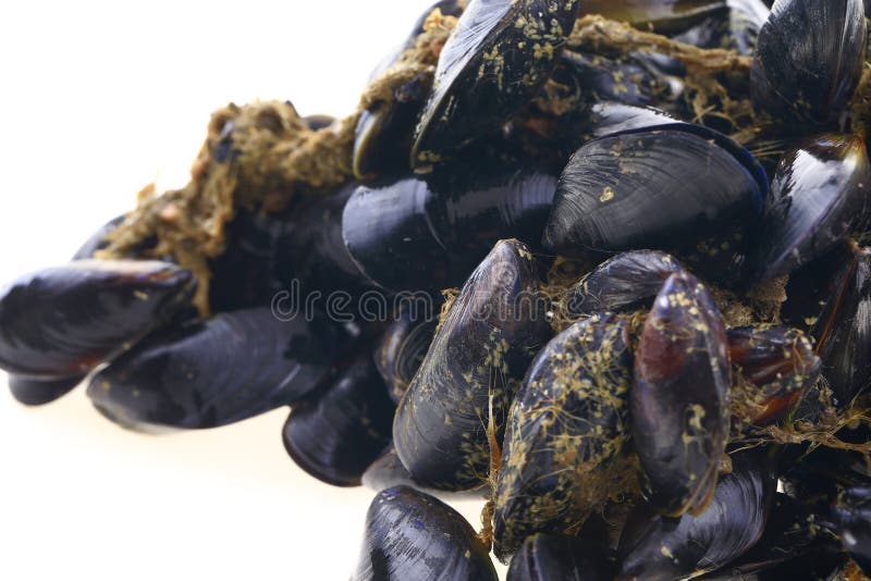 Mussels on a White Background Stock Photo - Image of food, nutrition ...