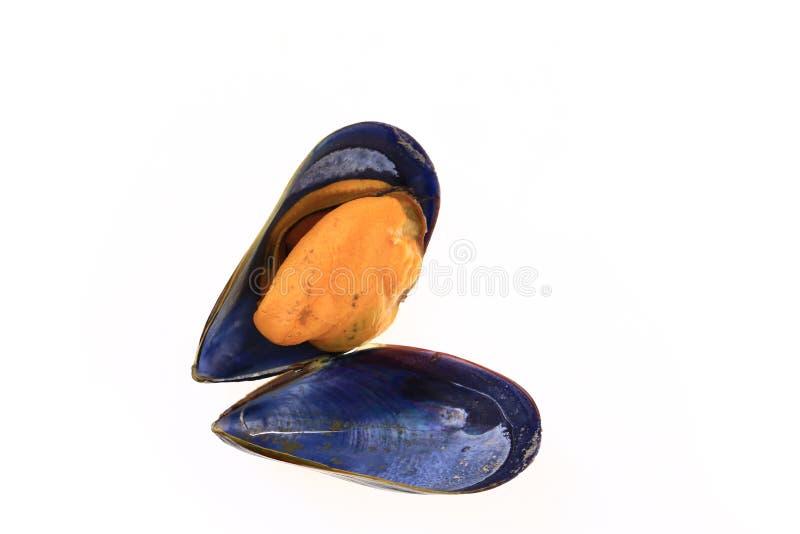 Mussels on a White Background Stock Photo - Image of fresh, background ...