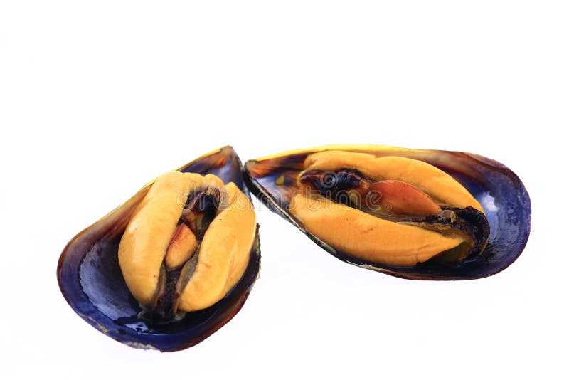 Mussels on a White Background Stock Image - Image of white, closeup ...