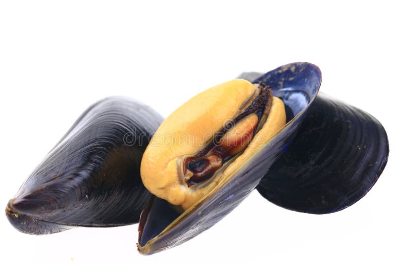 Mussels on a White Background Stock Photo - Image of ocean, closeup ...