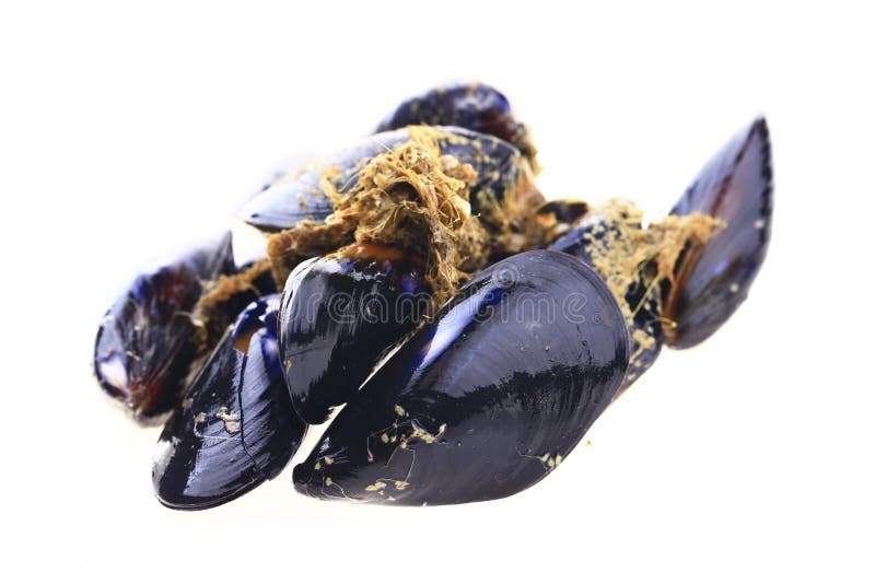 Mussels on a White Background Stock Photo - Image of delicious, protein ...