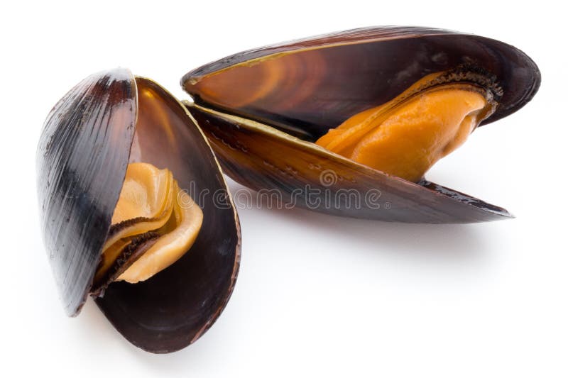 Mussels on White Background. Sea Food Stock Image - Image of seafood ...
