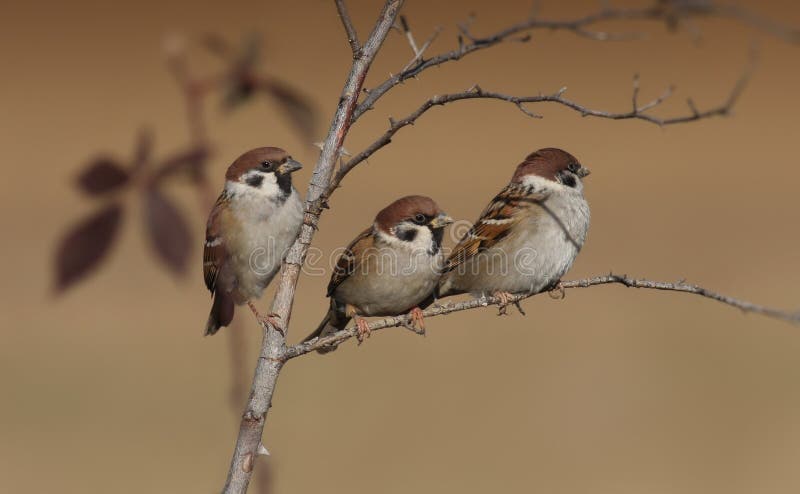 Musjes stock foto. Image of wild, vogel, nave, huis, weinigen - 12363466