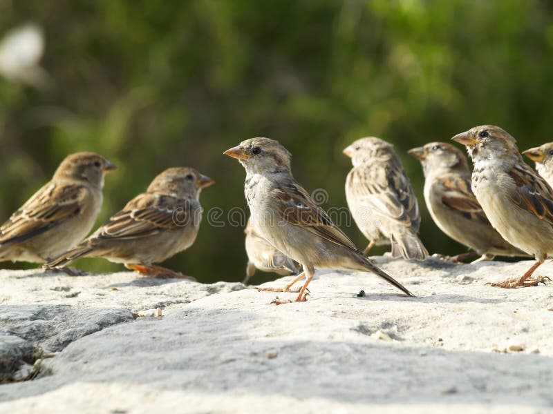 Kroost van mussen stock afbeelding. Afbeelding bestaande uit kind - 2784469