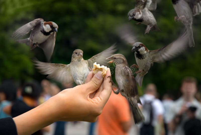 Het Eten van mussen stock foto. Image of nave, gevederte - 15012832