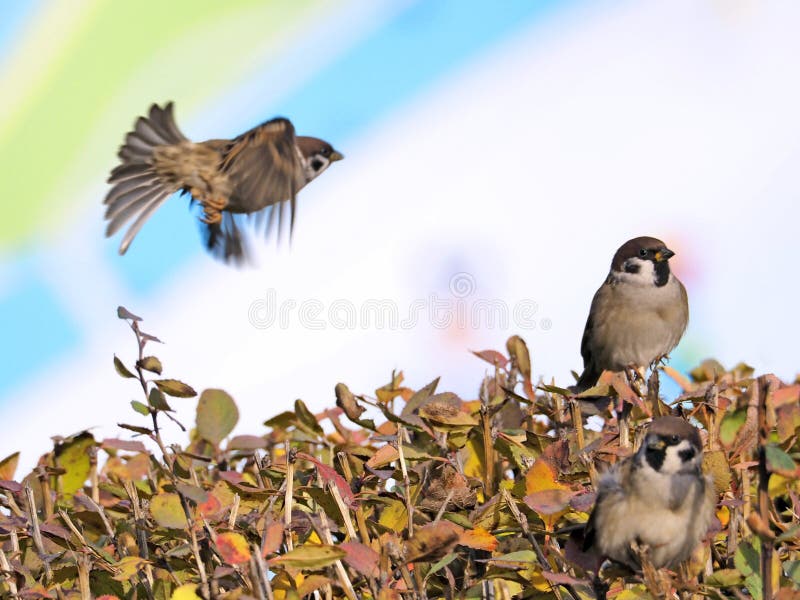 Mussen Op Een Struik in De Herfst Stock Afbeelding - Image of ...