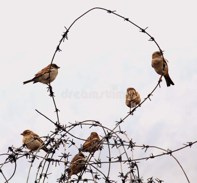 Mussen op draad stock afbeelding. Image of spinnen, gemeenschappelijk ...