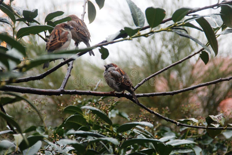 Mussen Op Een Groene Tak De Vogels Stock Afbeelding - Image of groen, gevederte: 82966663