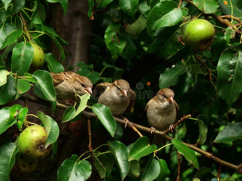 Mussen in peer-boom stock foto. Image of klauw, blauw - 2890396