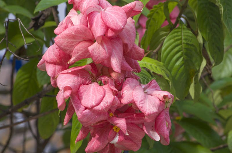 Mussenda Plants Stock Photos - Free & Royalty-Free Stock Photos from ...