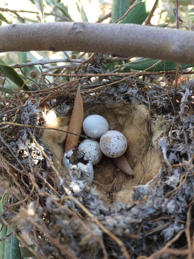 Het Nest van mussen stock foto. Afbeelding bestaande uit sepia - 1369328