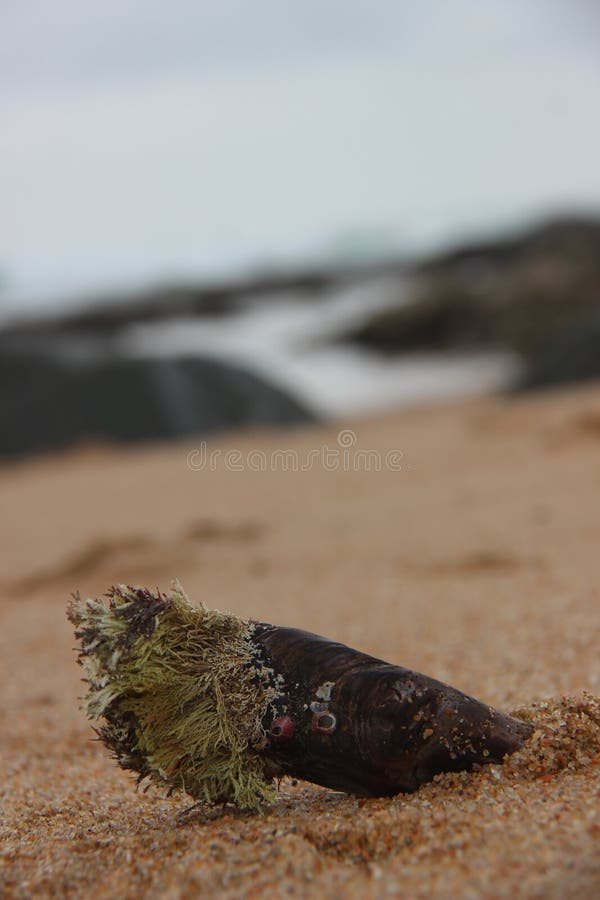 Mussla 3 fotografering för bildbyråer. Bild av växt - 112875247