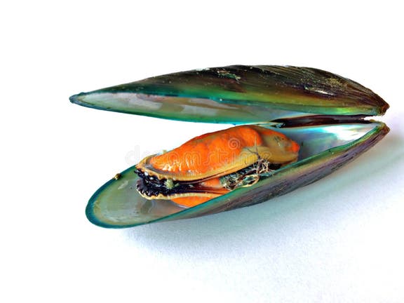 Mussla arkivfoto. Bild av skaldjur, mussla, monster - 113029156