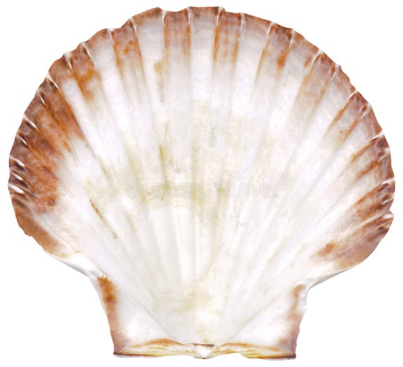 Mussla arkivfoto. Bild av form, element, objekt, vattenlevande - 44569828