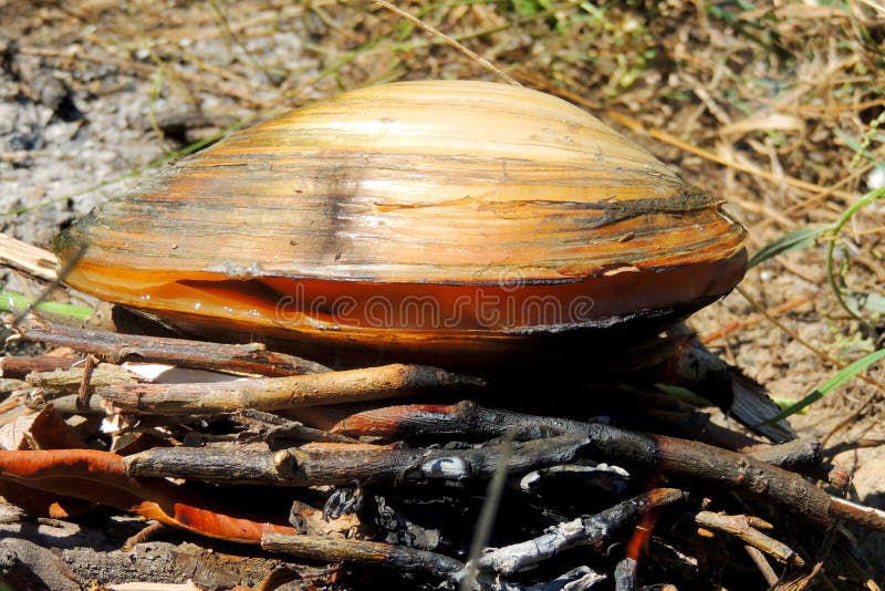 Mussla fotografering för bildbyråer. Bild av picknick - 58246027