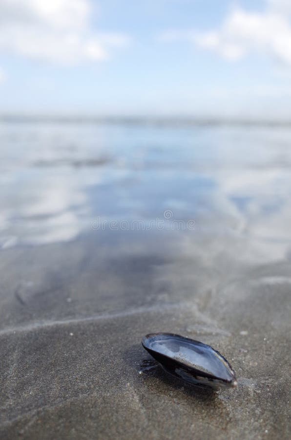 Mussle shell with on beach stock photo. Image of mussle - 45390928