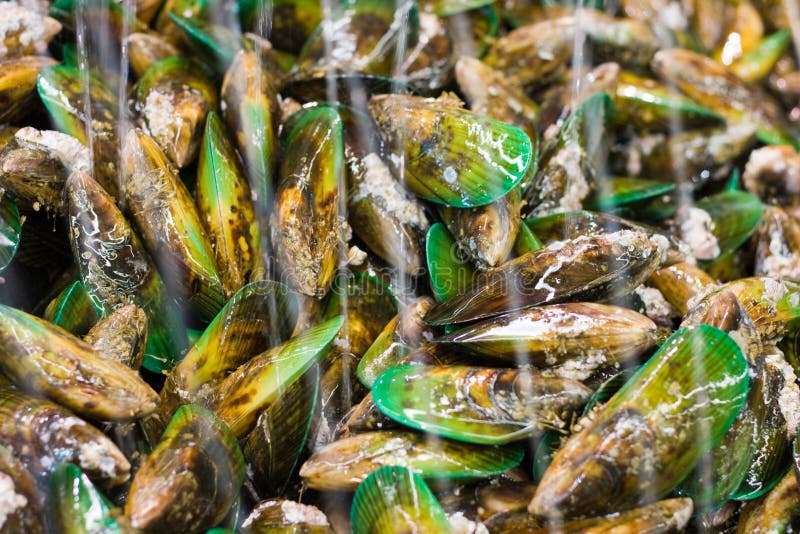 Mussels on dish stock photo. Image of mussels, fish, seafood - 2403204