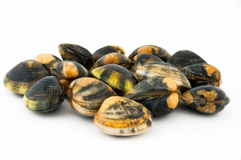 Musslor fotografering för bildbyråer. Bild av mussla - 16590349