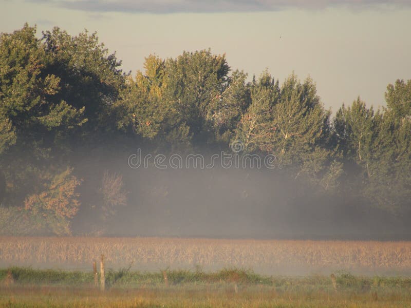 Mist meadow corn field stock photo. Image of sunrise - 78353318