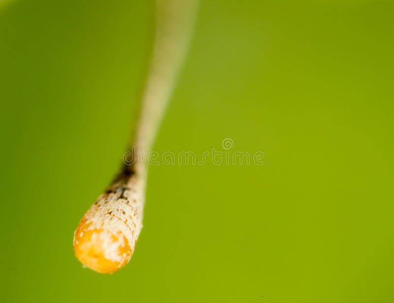Mustache on the Head of a Butterfly on Nature Stock Photo - Image of ...