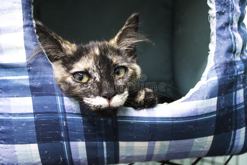 Mustachio kitty stock image. Image of mammals, mustache - 74113743