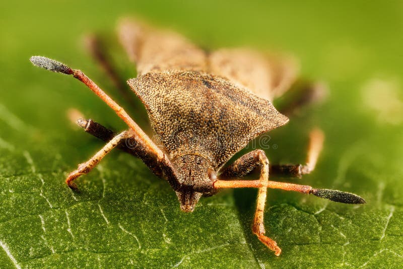 Mustachioed Beetle Crawling on Green Leaves Stock Photo - Image of leaf ...