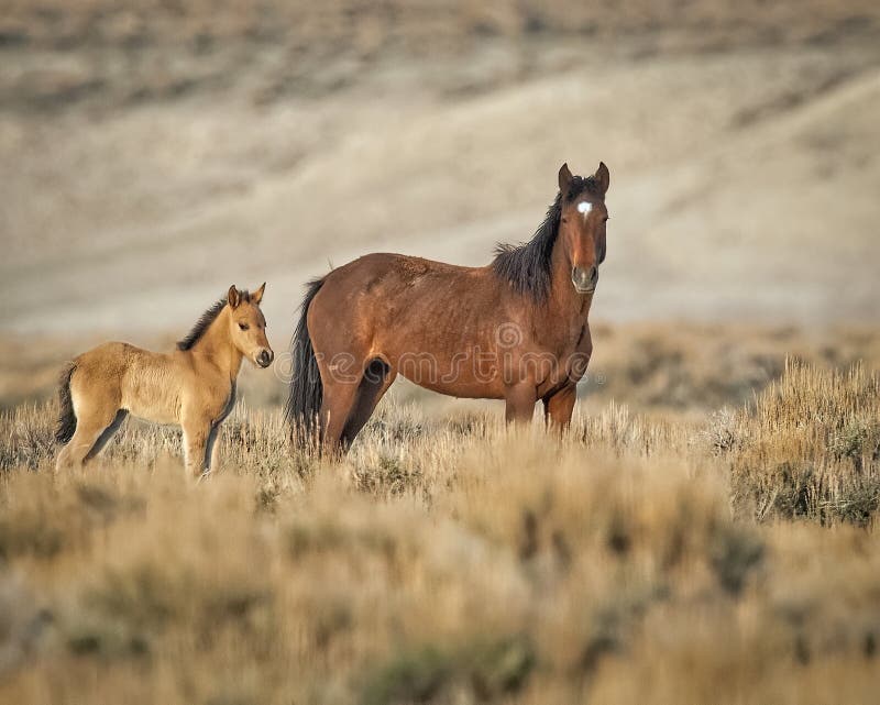 Wild Mustang Mare with Foal Standing in a Grassy Field Stock Photo ...