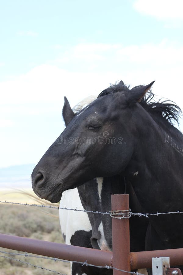 Mustangs on a Ranch in the Nevada Desert Stock Photo - Image of farm ...