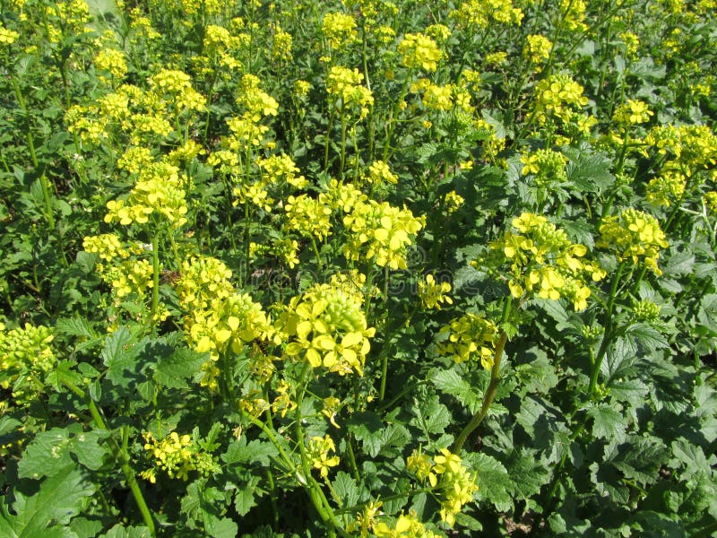 Mustard stock image. Image of crucifers, leaves, agriculture - 20140379