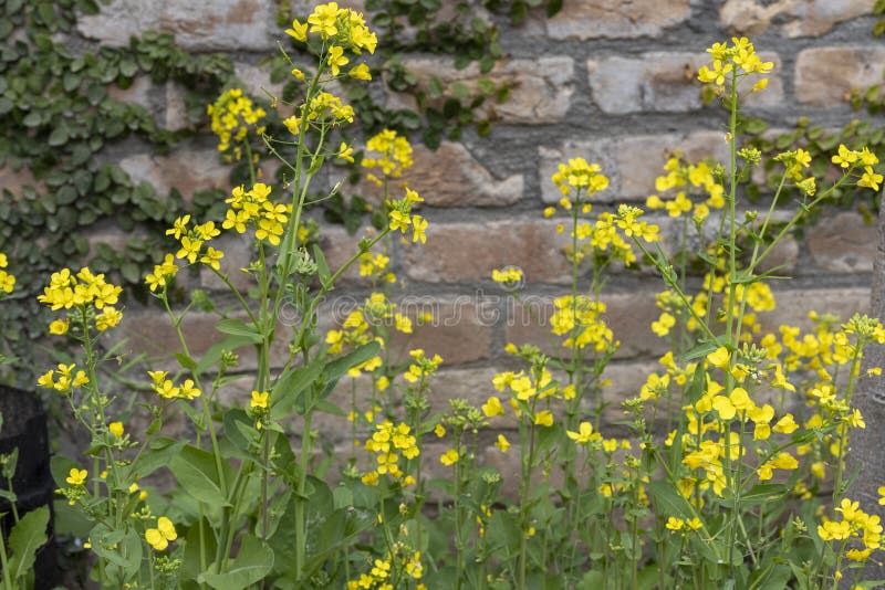 Mustard Bright Yellow Flowers Against Bricks Wall. Selective Focus with ...