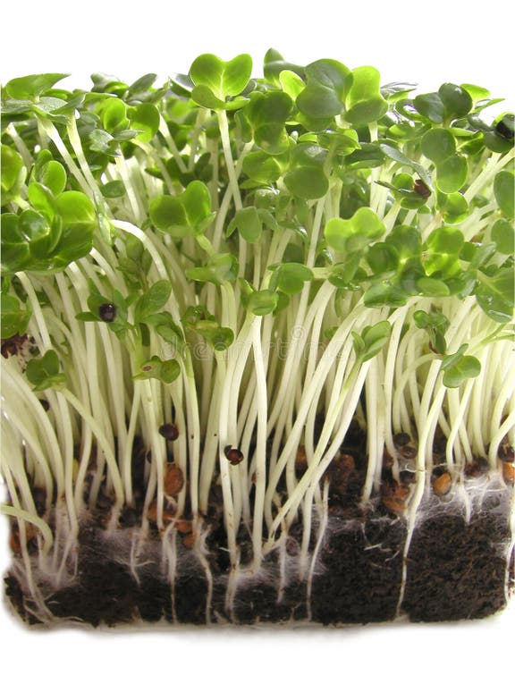Mustard and cress stock photo. Image of salad, green, food - 273340