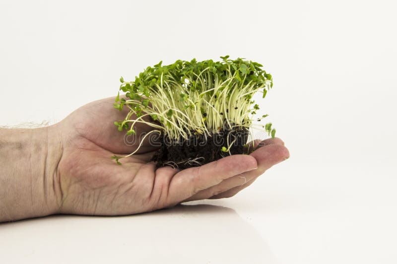 Mustard and Cress Roots and Stems Stock Photo - Image of foliage ...