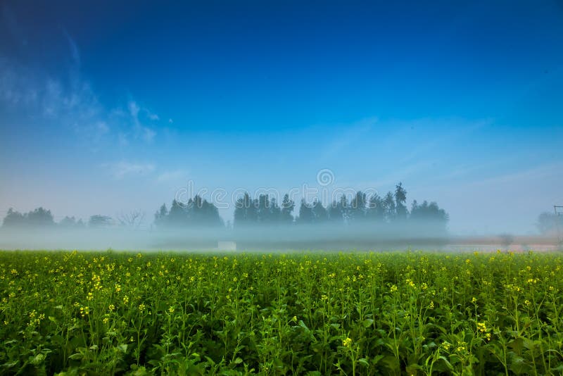 Mustard crop field stock image. Image of countryside - 65108313