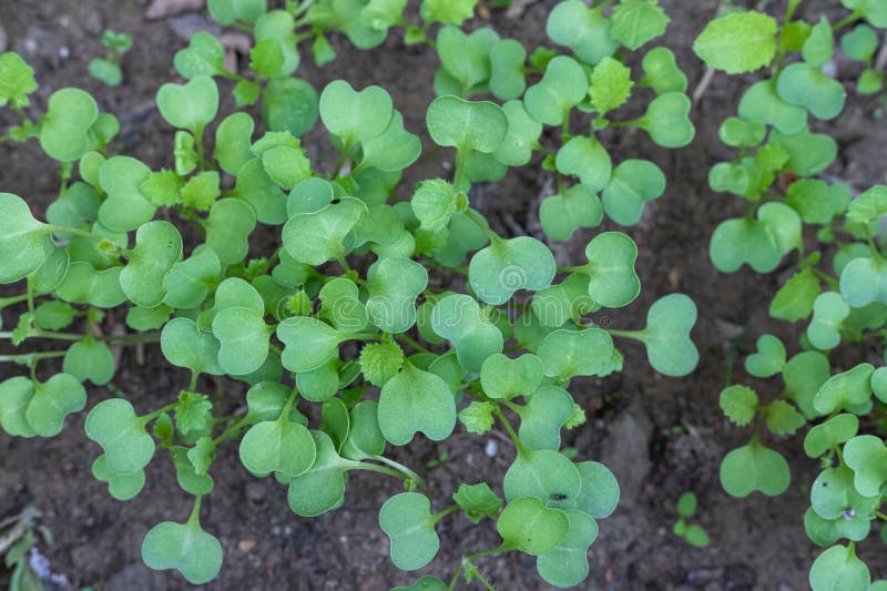 Mustard Crop Growing in the Farm Stock Photo - Image of greens ...