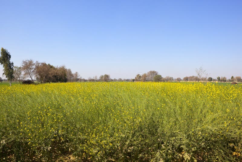 Mustard Crop with a Sandy Path Stock Photo - Image of landscape ...