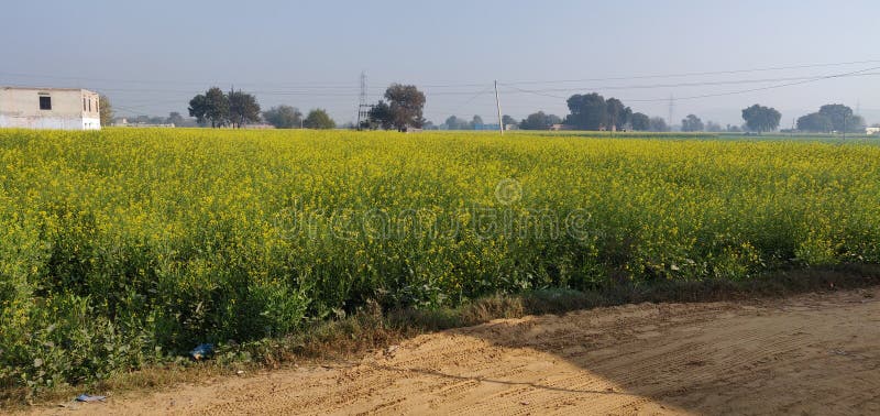 Mustard crop field stock image. Image of countryside - 65108313
