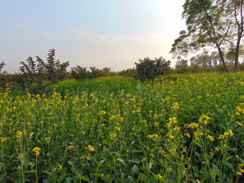 Mustard Farm . Mustard Field Mustard Flowers. Stock Image - Image of ...