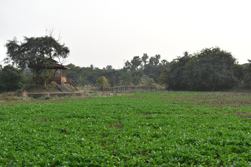 Mustard Farm with Green Leaves and Beautiful Scenery Stock Image ...