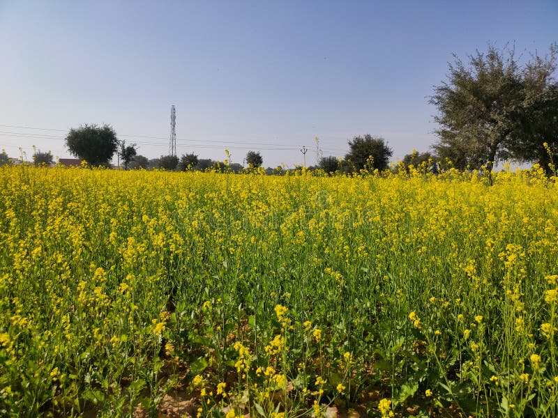 Mustard Farm in India Yellow Flowers Stock Image - Image of india, herb ...
