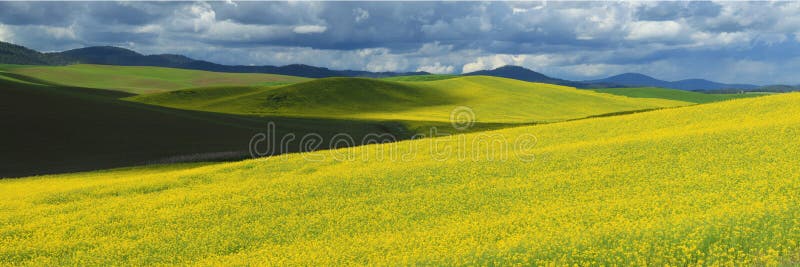 Mustard Field stock image. Image of wheat, farm, oates - 14894239