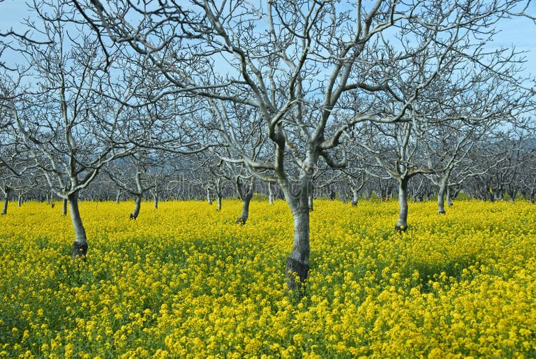 4,750 Mustard Tree Stock Photos - Free & Royalty-Free Stock Photos from ...