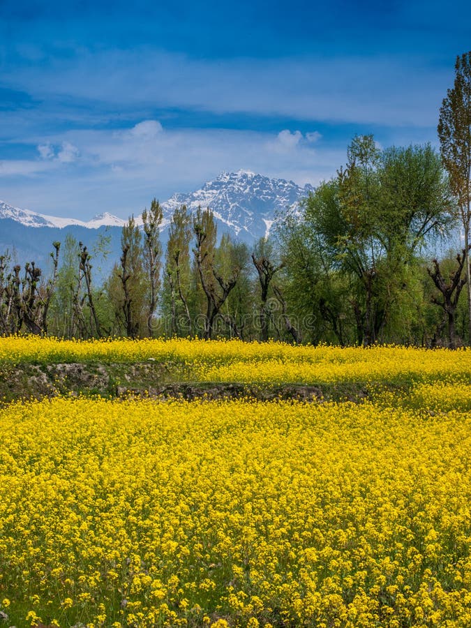 Mustard field stock photo. Image of horticulture, landscape - 28781522