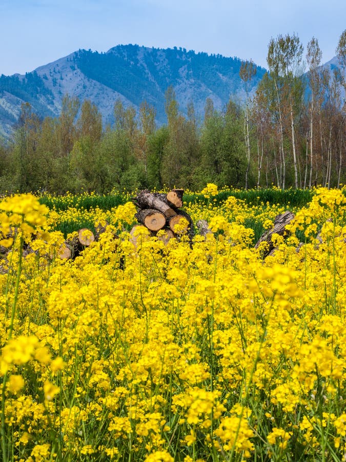 Mustard field and a tree stock photo. Image of mustard - 2328886