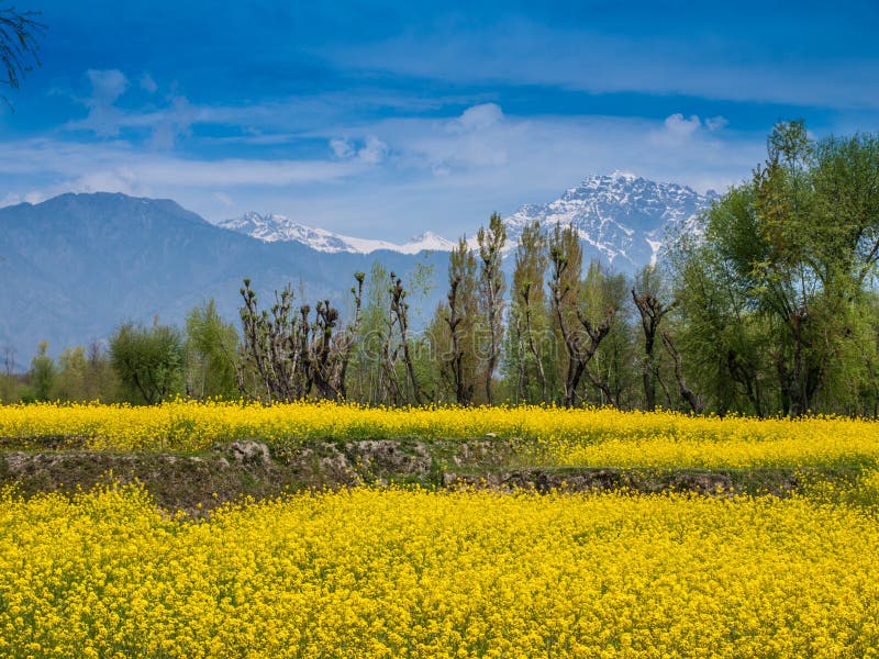 Mustard field stock image. Image of bloom, flower, garden - 28800583