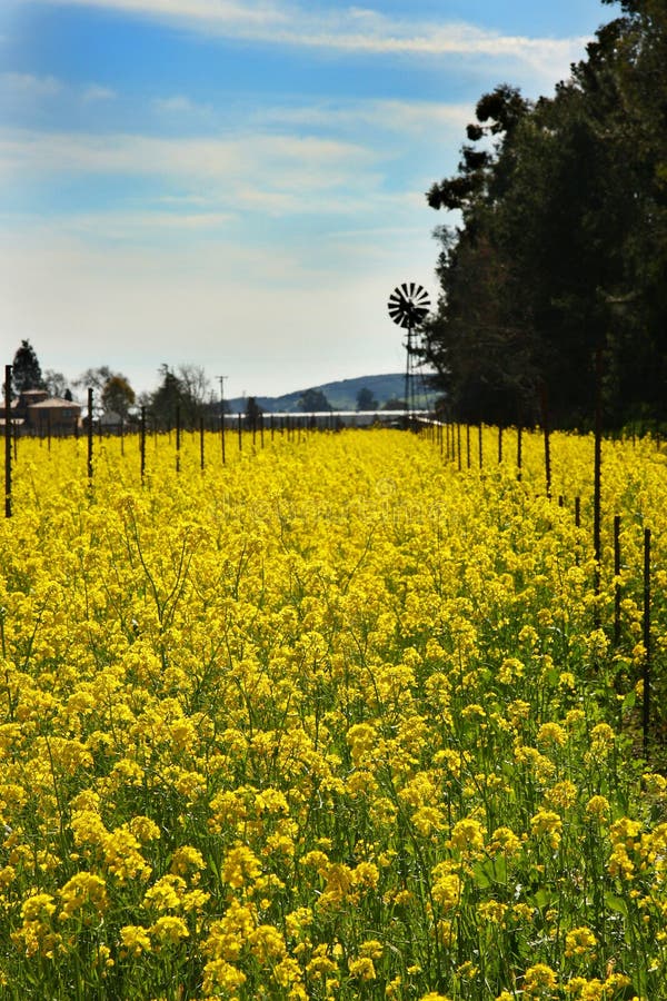 Mustard field and a tree stock photo. Image of mustard - 2328886