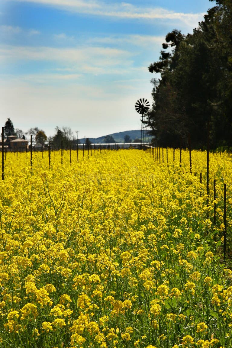 14,217 Mustard Field Stock Photos - Free & Royalty-Free Stock Photos ...