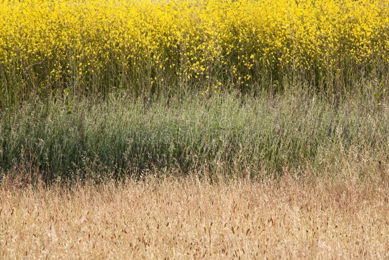 Mustard Field Abstract stock image. Image of pattern - 24000259